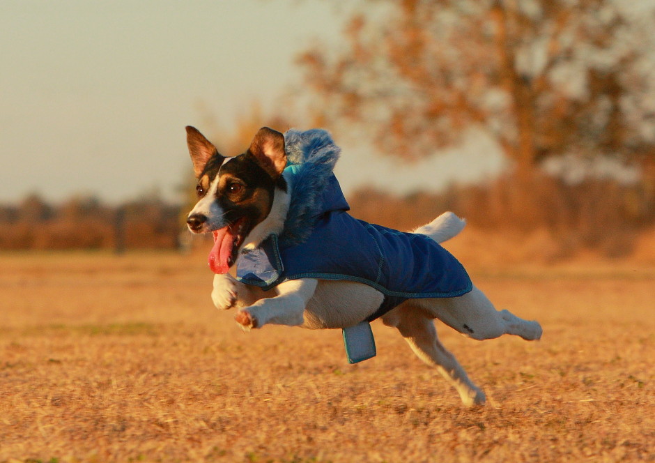 Understanding Canine Loyalty - On Tap BlogOn Tap Blog